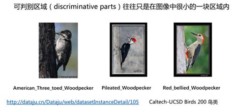 细粒度图像分类模型（含实战代码） 细粒度图像分类代码 csdn博客