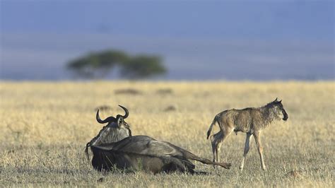 Masai Mara Wildebeest Migration Wildebeest Migration Kenya