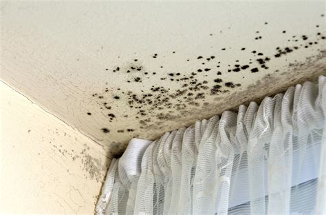 Tips For Preventing Mold In Your Home