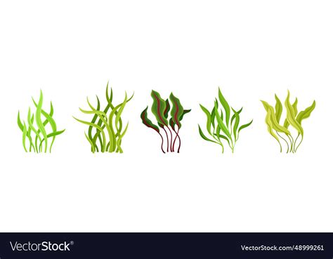 Seaweed And Marine Algae Plant Curve Set Vector Image