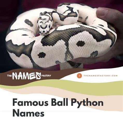 340 Unique Ball Python Names To Get Inspired Now