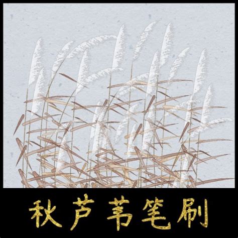 秋芦苇笔刷助力君优动漫官⽹绘画素材商城