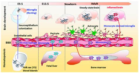 The Physiological Role Of Microglia In Cns Development Microglia