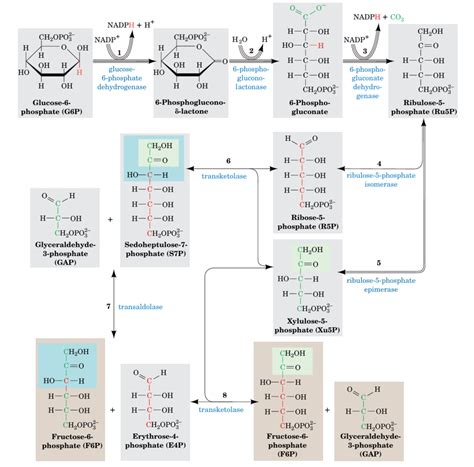 Pentose Phosphate Pathway Diagram Quizlet
