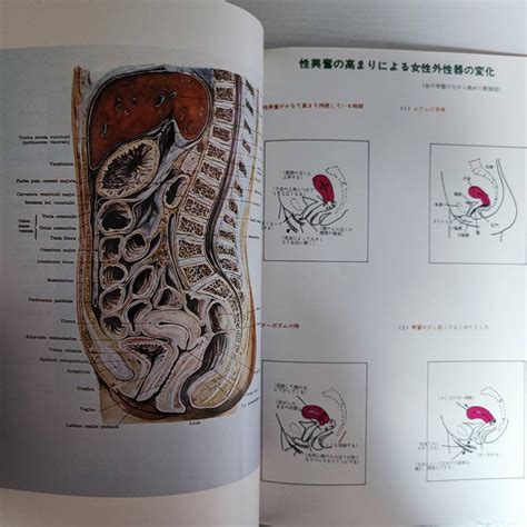Yahooオークション 【書籍】sex解剖大図鑑 群雄新社