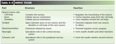 Nerve Tissue