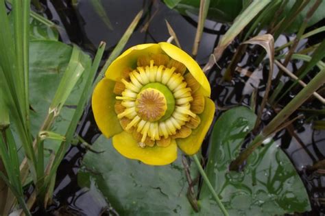 Gele Plomp Waterwereld