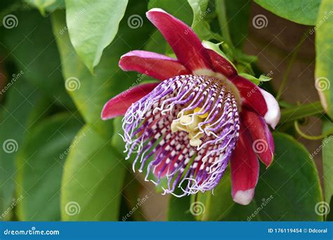 Passiflora Quadrangularis Giant Granadilla Rare Tropical Plant Stock