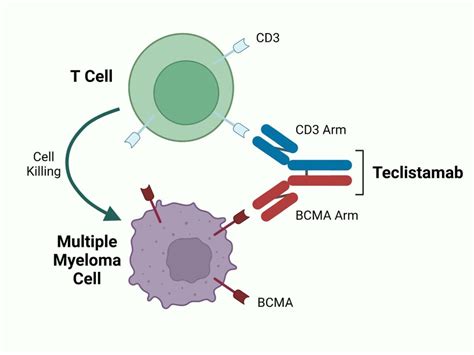 Us Fda Approves Tecvayli™ Teclistamab Cqyv The First Bispecific T