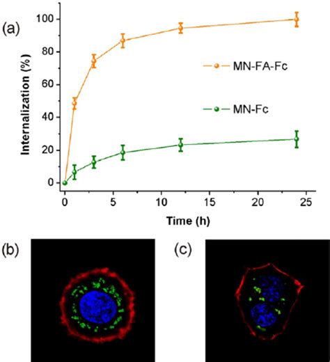 A Internalization Assay After Incubation With Mn Fa Fc And Mn Fc And Download Scientific