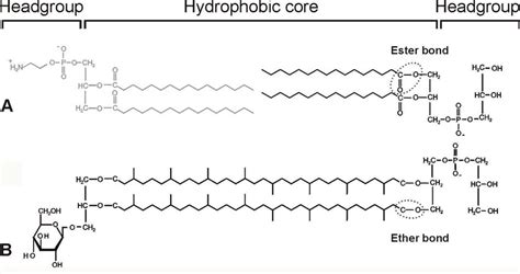 Lipids From Archaea And Bacteria A Bilayer Forming Lipids In