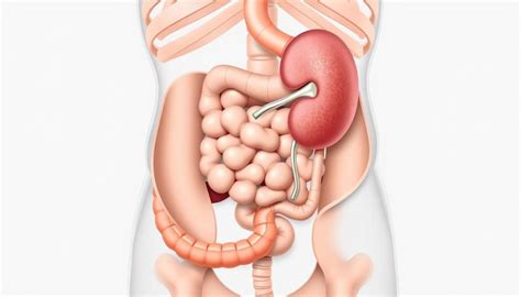 Organs In Left Hypochondriac Region