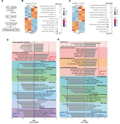 Rna Seq Analysis Reveals Novel Mir 375 Targeted Signaling Molecules And