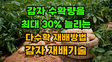 감자 다수확 재배방법 감자 심는시기 심는방법 물주기 웃거름 추비 영양제 루브스 트리코마 주는방법 Youtube