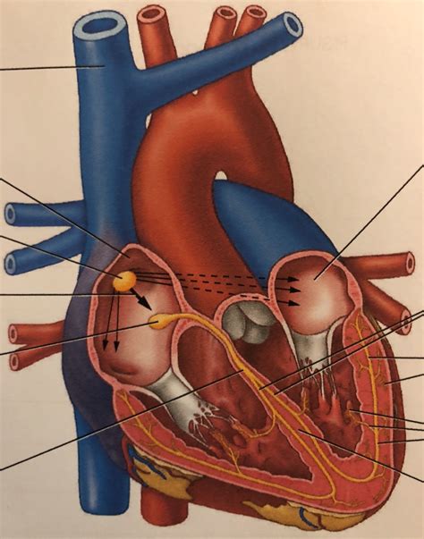 Lab 8 Conduction System Diagram Quizlet