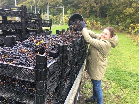 Frivillige Vesterhave Vingaard