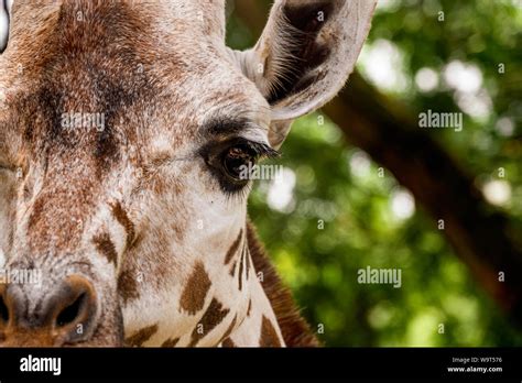 Giraffe Face Close Up