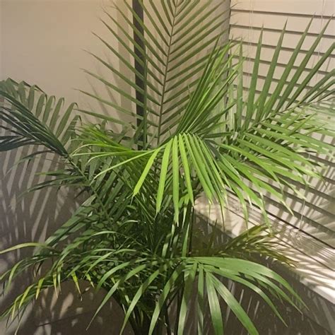 ️ How And When Should I Cut Back My Majesty Palm