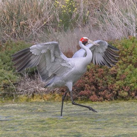 Spectacular Brolgas In Spring Mating Dance