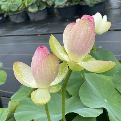 Pink Butterfly Lotus Bare Root