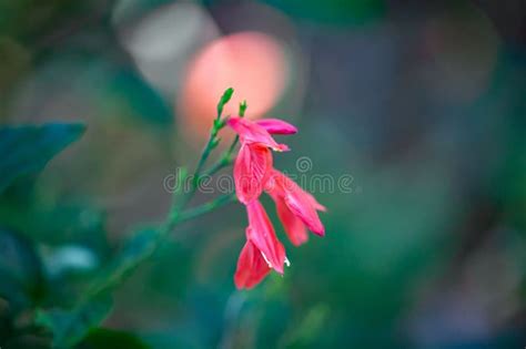 Six Angles Pliants Dicliptera Sexangularis Image Stock Image Du Vert