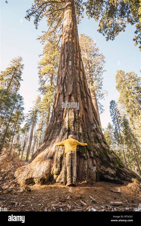 Usa California Yosemite National Park Mariposa Man Hugging Sequoia