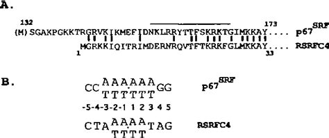 Figure 1 From The Identification Of Elements Determining The Different Dna Binding Specificities