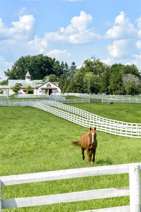 Lexington Kentucky Is Surrounded By More Than 450 Horse Farms Dream