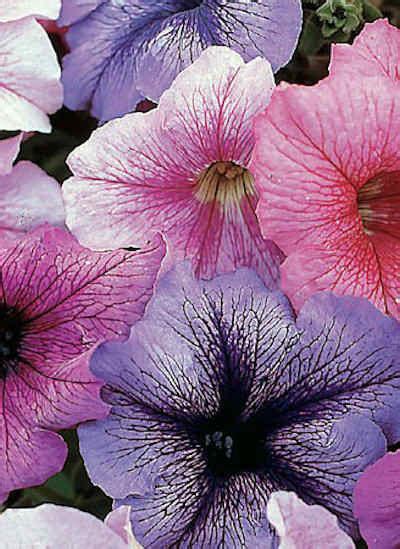 Petunia F1 Daddy Mixed Pelleted Flowers Seeds Viridis Hortus
