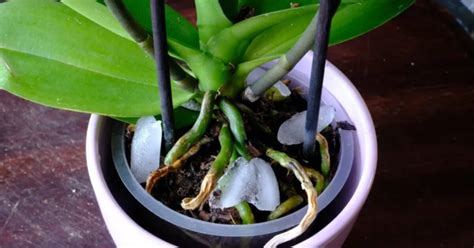 Cose Da Evitare Per Non Far Appassire Le Tue Piante