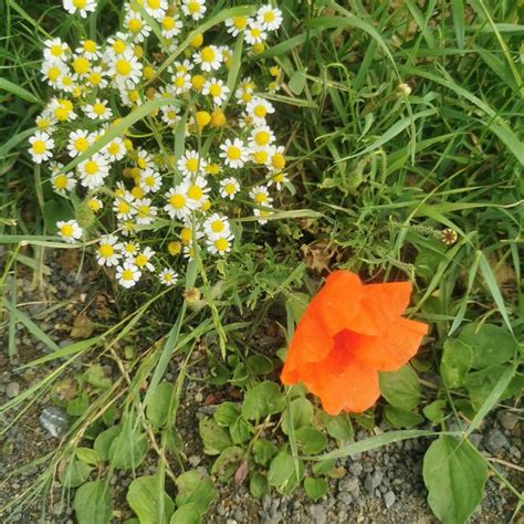 لا عتاب على كلاب نبحت أمام بيتها Middelkerke