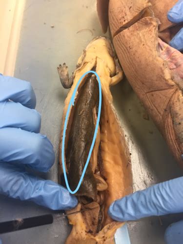 Necturus Digestive Chapter 7 Flashcards Quizlet