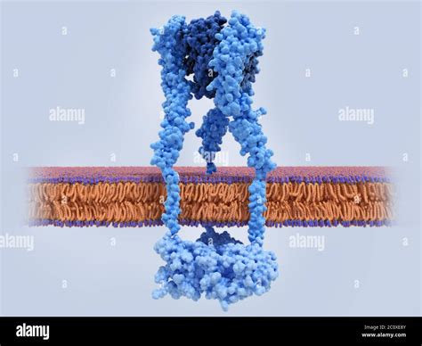 Molecular Model Of A Tumour Necrosis Factor Alpha Tnf Alpha Molecule