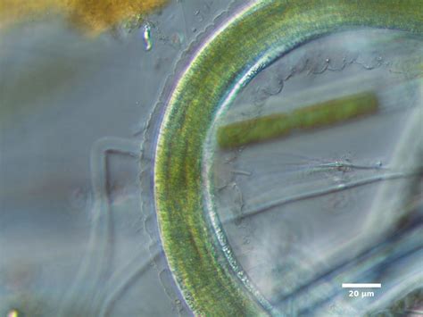 Freshwater Algae Key