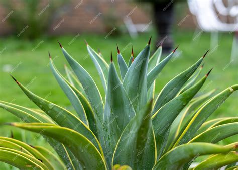 Premium Photo Agave Desmettiana Smooth Century Plant Selective Focus
