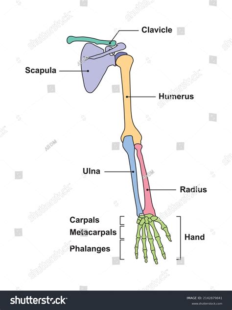 Human Arm Bones And Muscles