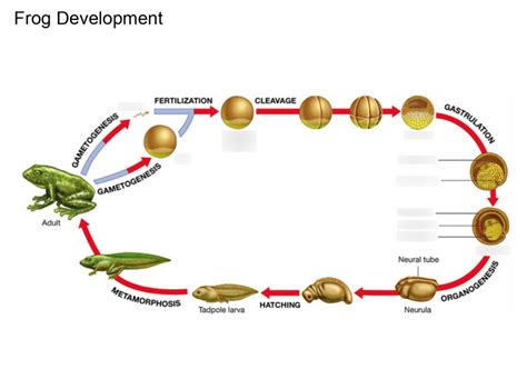Frog Development 1 Diagram Quizlet