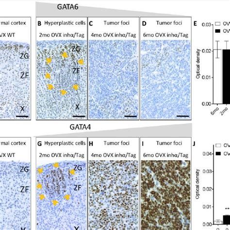 Gata4 Mef2c Tbx5 Mesp1 And Myocd Induce Cardiac Gene Expression In