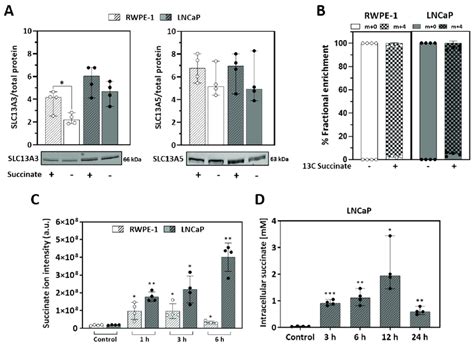 Succinate Transport And Accumulation Expression Of Dicarboxylate