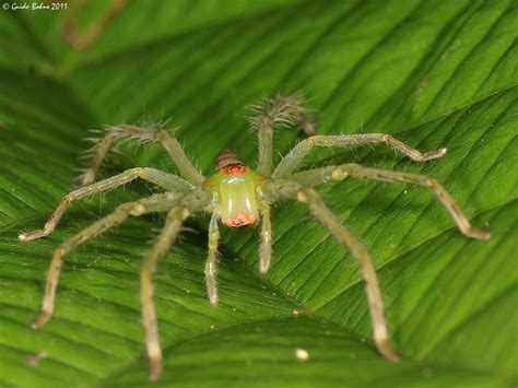 Orange Spider
