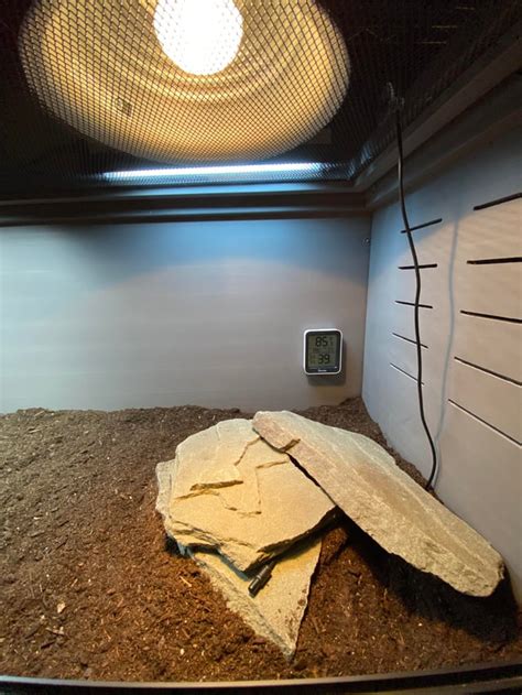 Hows My Probe Placement R Leopardgecko