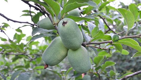 Mu Gua Fructus Chaenomelis Uses Benefits Side Effects Warnings