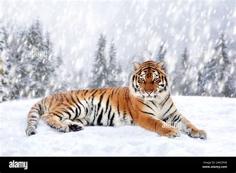 Snow Bengal Tiger Wallpaper 2 674 White Bengal Tiger Snow Images