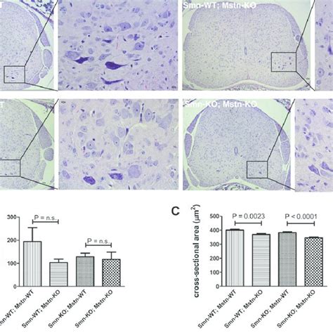 Survival And Weight Gain Of Smn Mstn Double Knockout Mice A For The