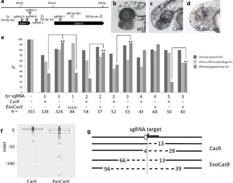 Rice Crispr Rapidly Increased Cut Ends By An Exonuclease Cas9 Fusion