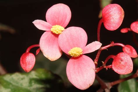 Begonia Gampura Begoniaceae