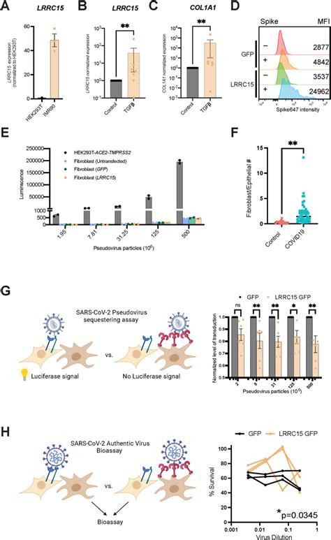 Fibroblast Expressed Lrrc15 Is A Receptor For Sars Cov 2 Spike And Controls Antiviral And