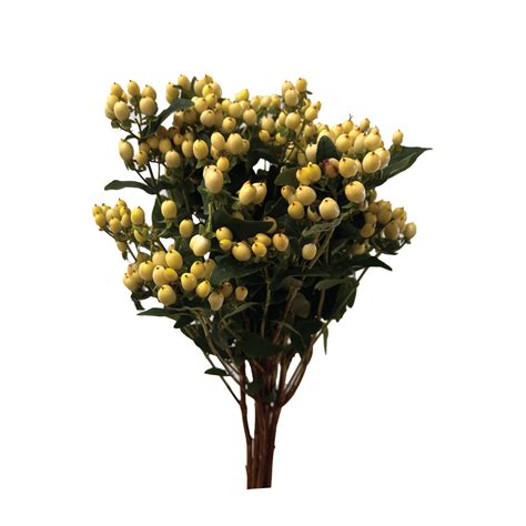 Hypericum • Asiri Blooms