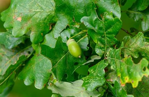 Benefits And Uses Of Oak Tree