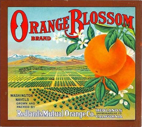 Orange Blossom Brand Oranges Redlands Ca Vintage Fruit Crate Label